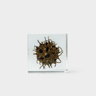 Japanese Botanical Paperweights – Gardenheir